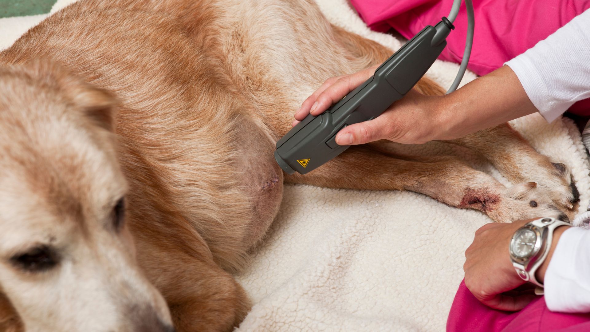 Pet Laser Therapy In Germantown, MD | Little Seneca Animal